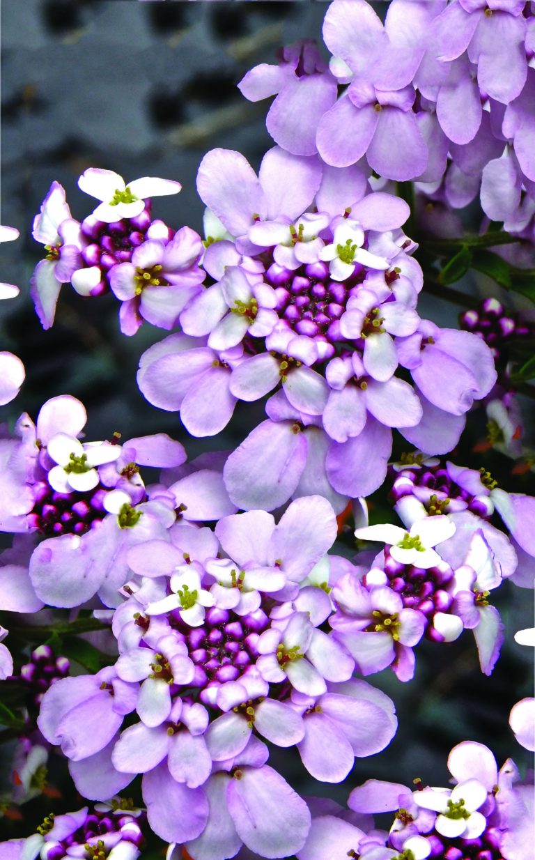 IBERIS Pink Ice | Armlee Nurseries