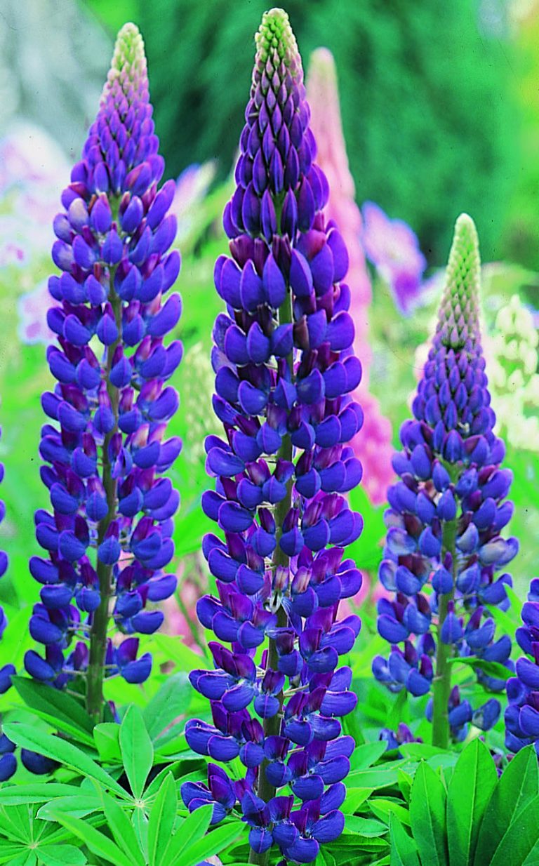 LUPIN Gallery Blue Shades | Armlee Nurseries