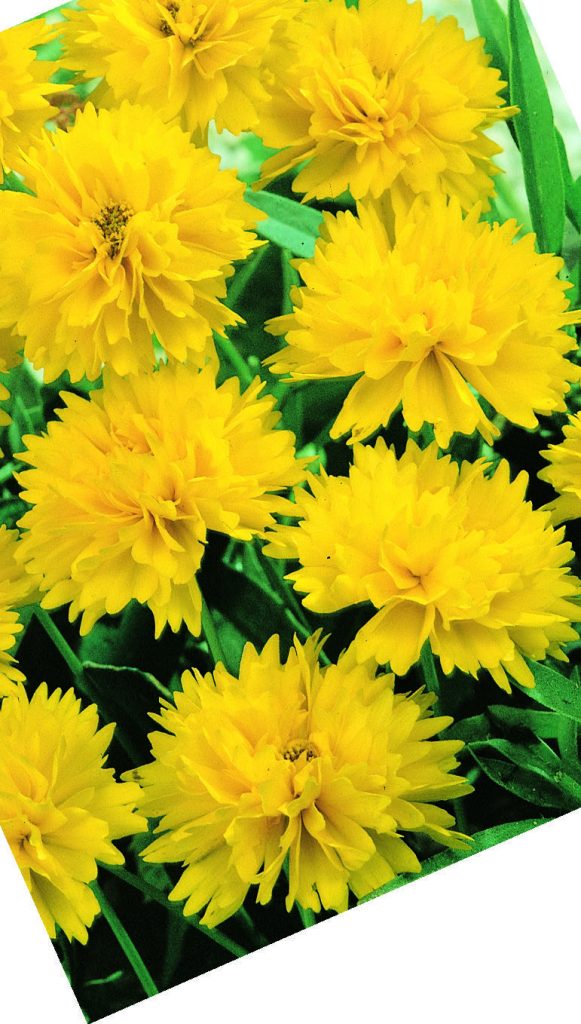 COREOPSIS grandiflora Sunray | Armlee Nurseries