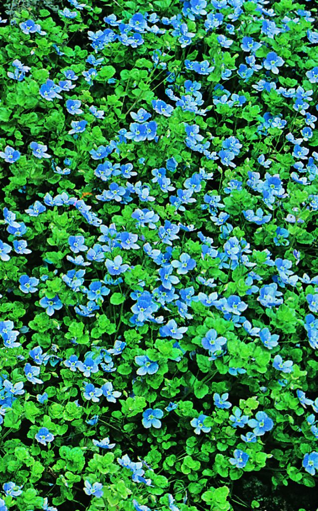 VERONICA repens | Armlee Nurseries