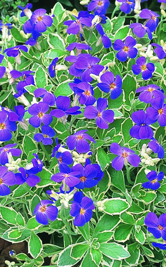 AUBRIETA deltoidea Variegata | Armlee Nurseries
