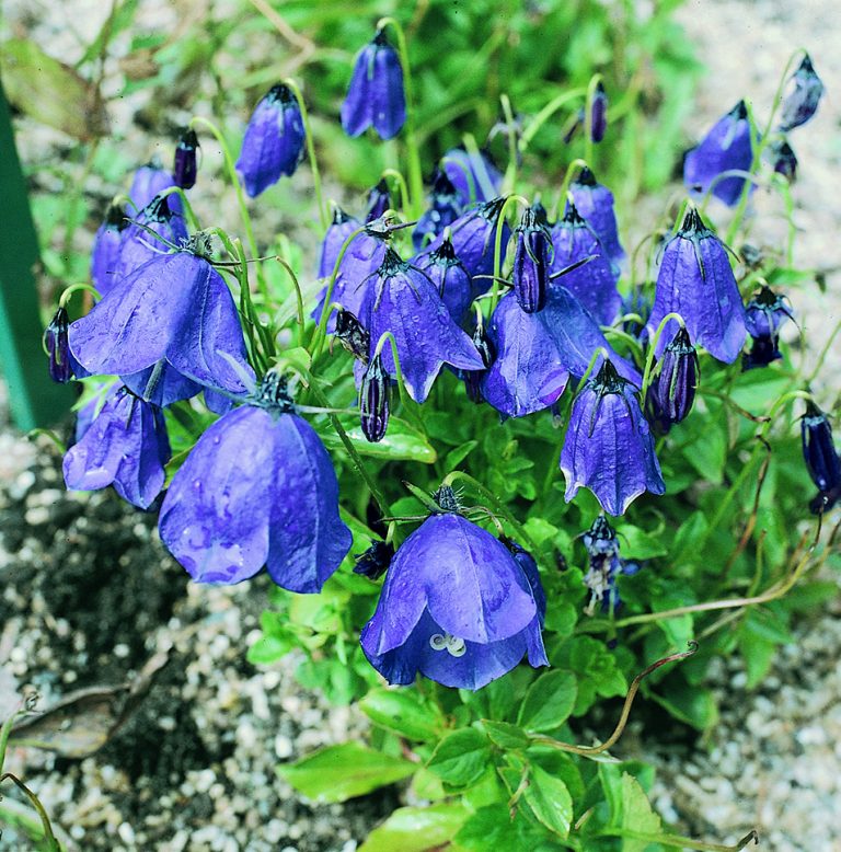 CAMPANULA pulloides G.F. Wilson | Armlee Nurseries