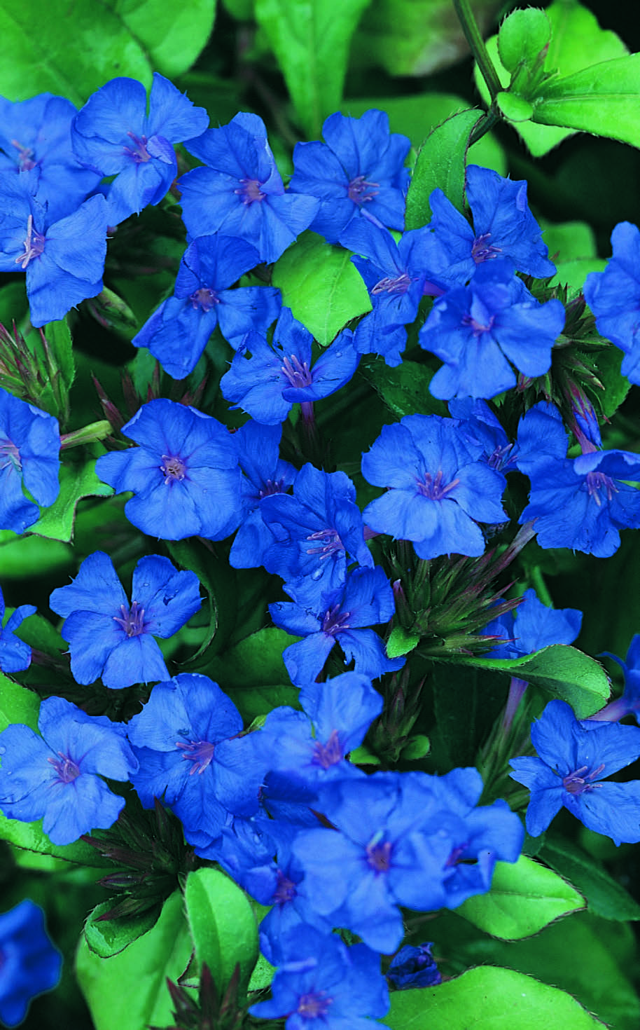 CERATOSTIGMA plumbaginoides | Armlee Nurseries