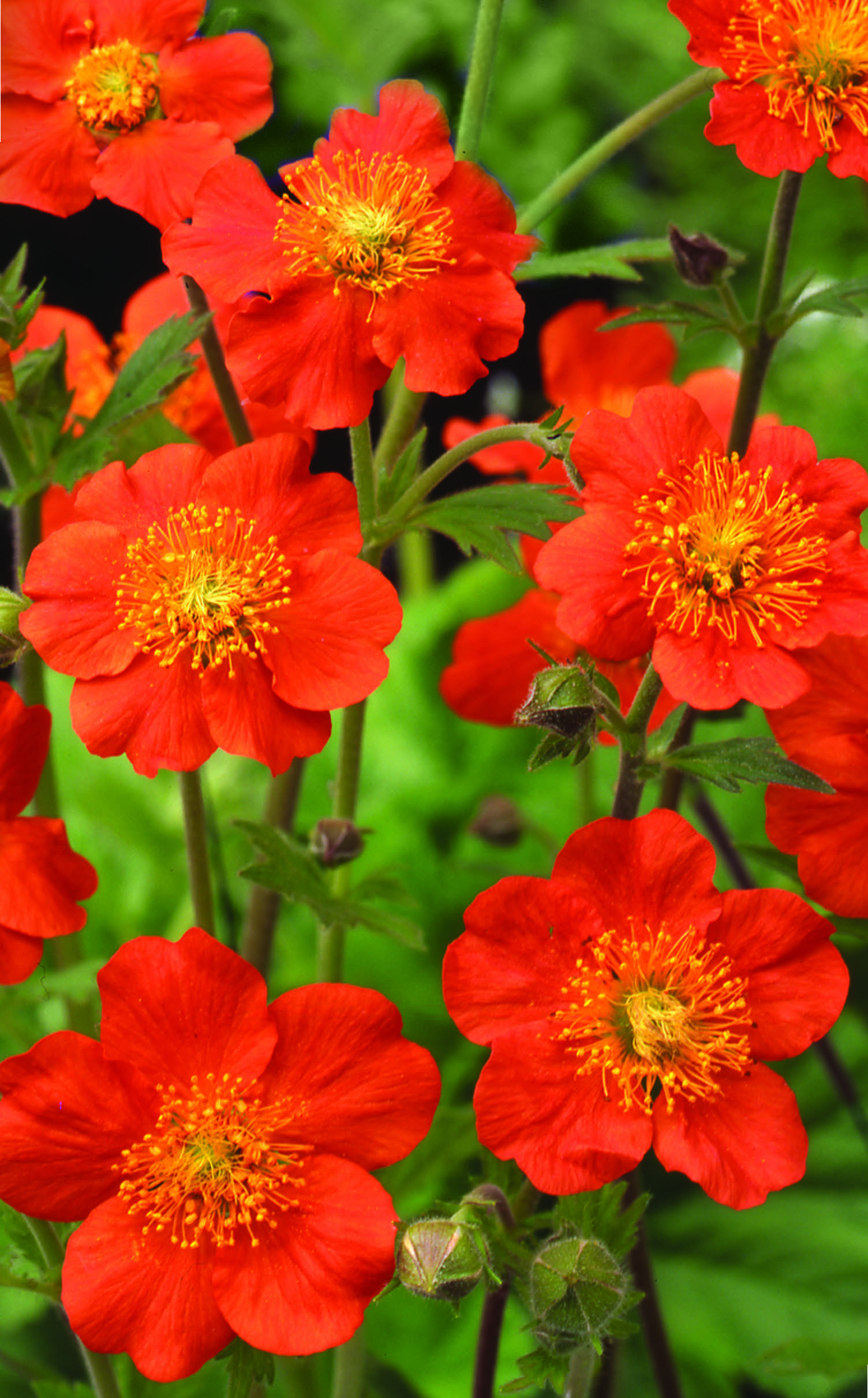 GEUM Queen of Orange | Armlee Nurseries