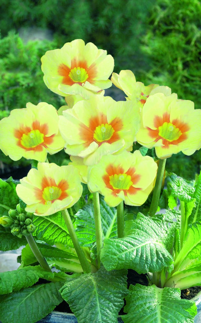PRIMULA veris Lime with Orange | Armlee Nurseries