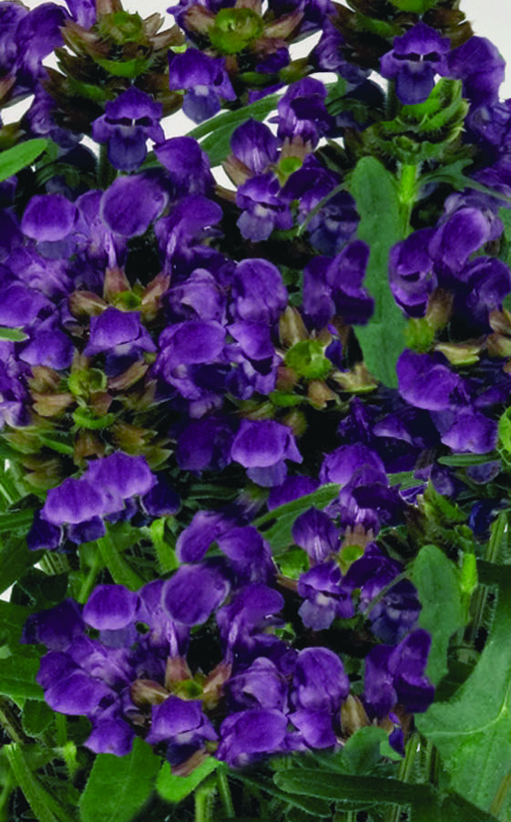 PRUNELLA grandiflora Blue Pearl | Armlee Nurseries