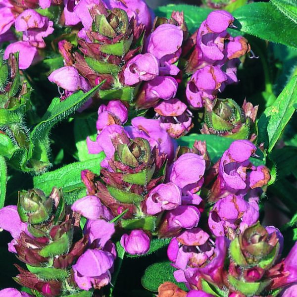 PRUNELLA grandiflora Rose Pearl | Armlee Nurseries
