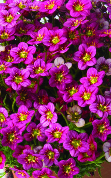 Marto Rose | Armlee Nurseries